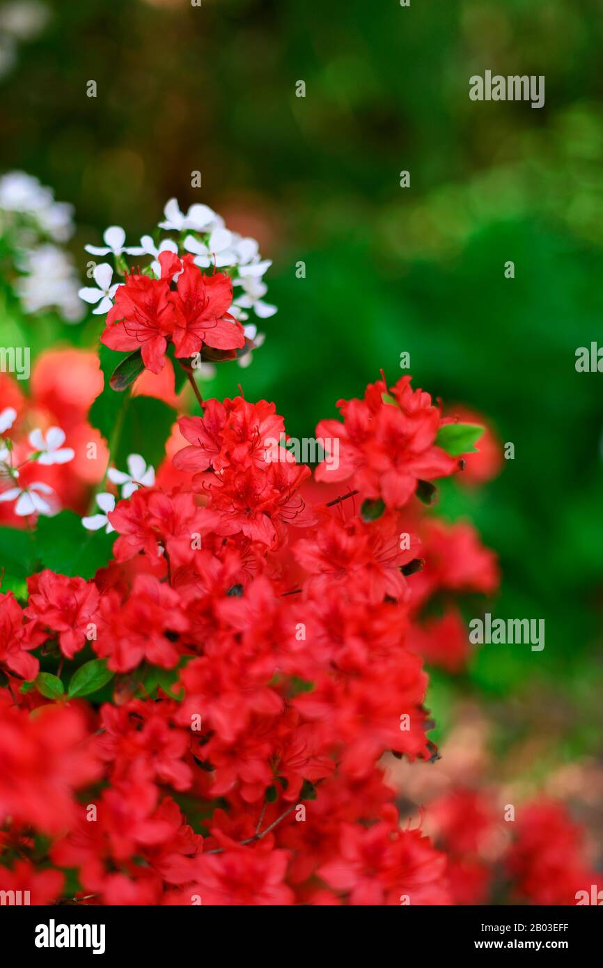 Natural red flowers in the park in spring Stock Photo - Alamy