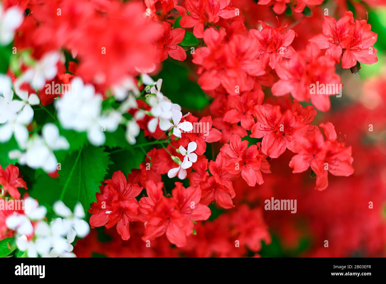 Natural red flowers in the park in spring Stock Photo - Alamy