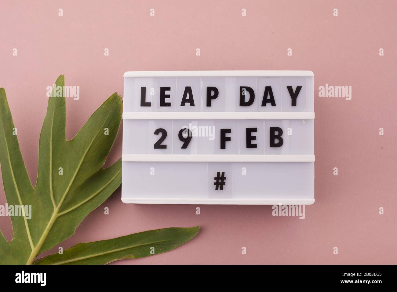 White block calendar present date 29 and month February and plant on ...