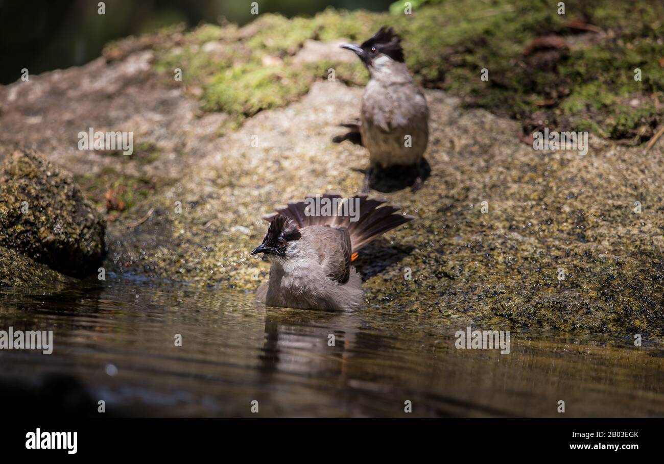 Sooty-headed Bulbul (Pycnonotus aurigaster) Bathing in a pond of forest ...