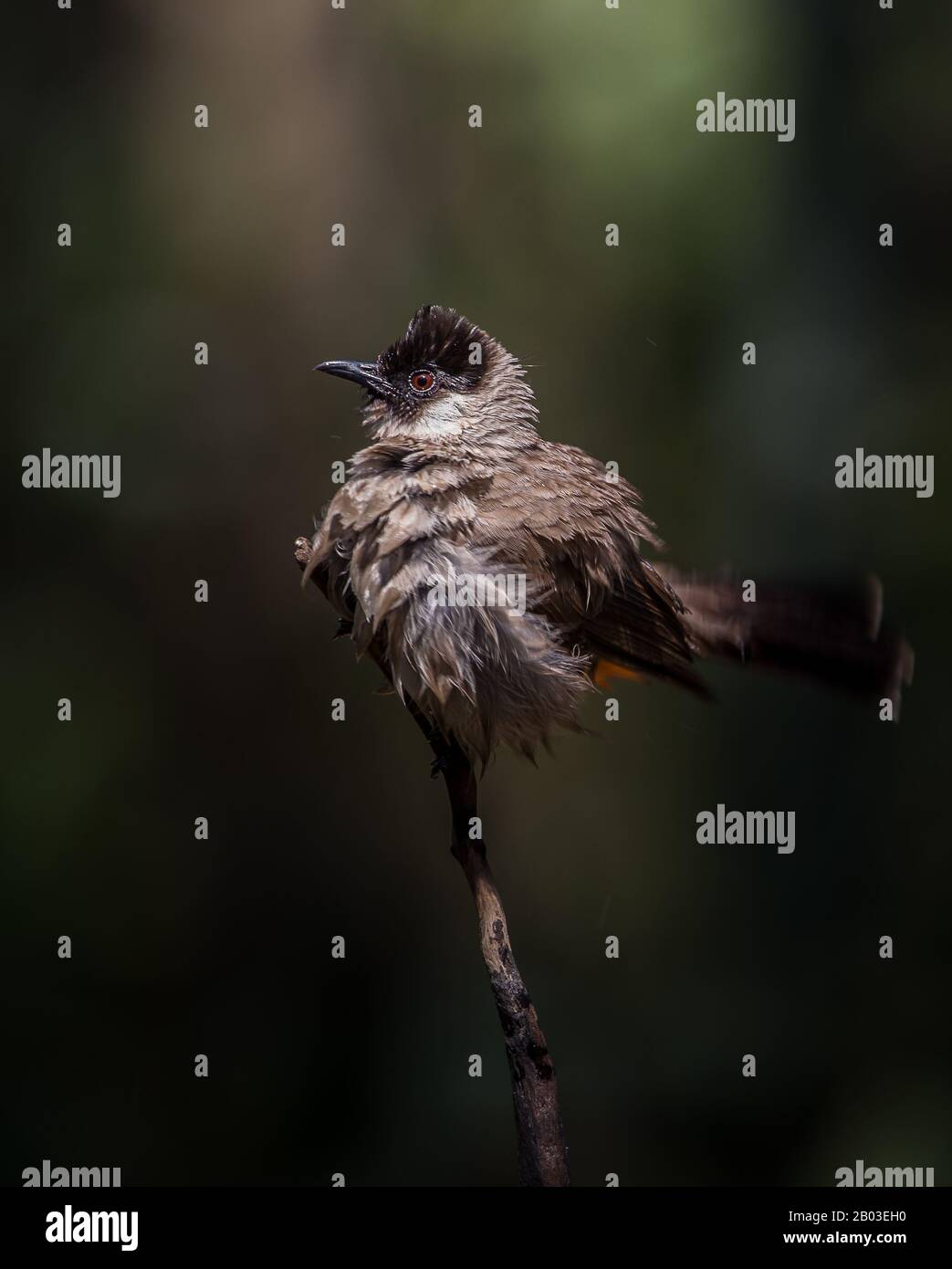 Sooty-headed Bulbul (Pycnonotus aurigaster) Photographing birds in ...