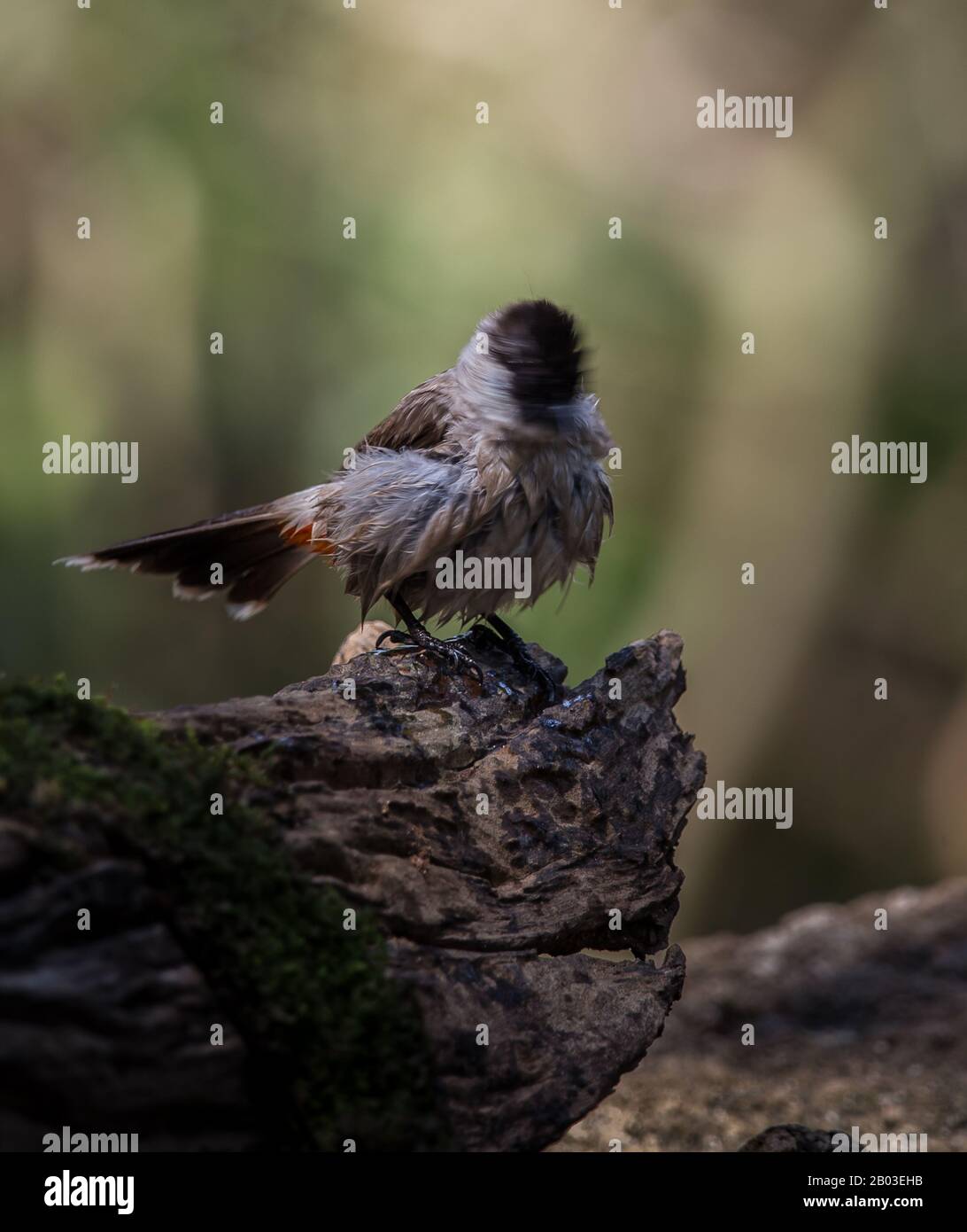 Sooty-headed Bulbul (Pycnonotus aurigaster) Photographing birds in ...
