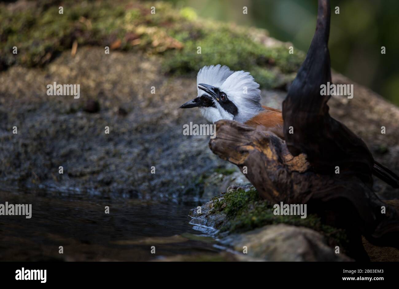Photographing birds in artistic nature (White-crested Laughing Thrush ...