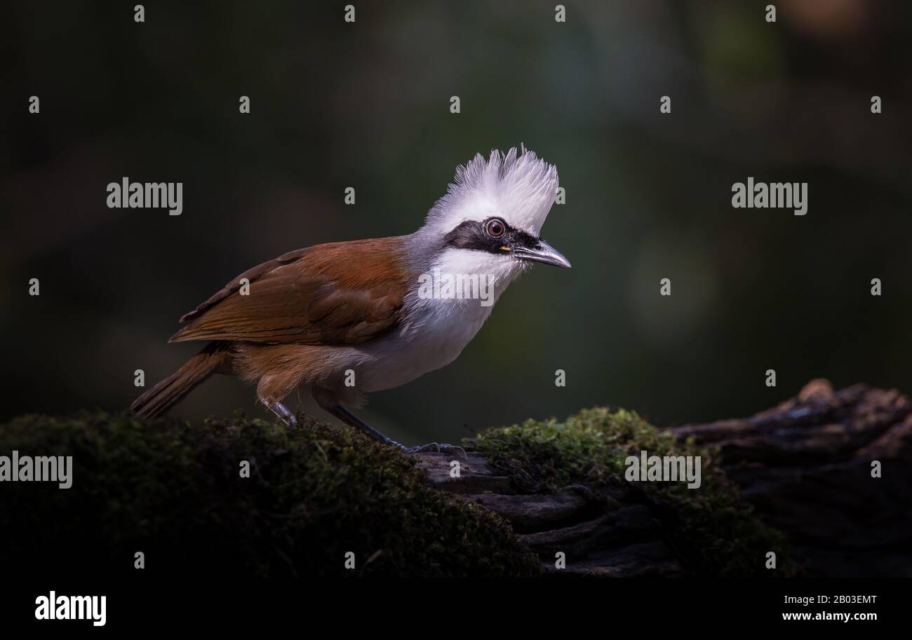 Photographing birds in artistic nature (White-crested Laughing Thrush ...