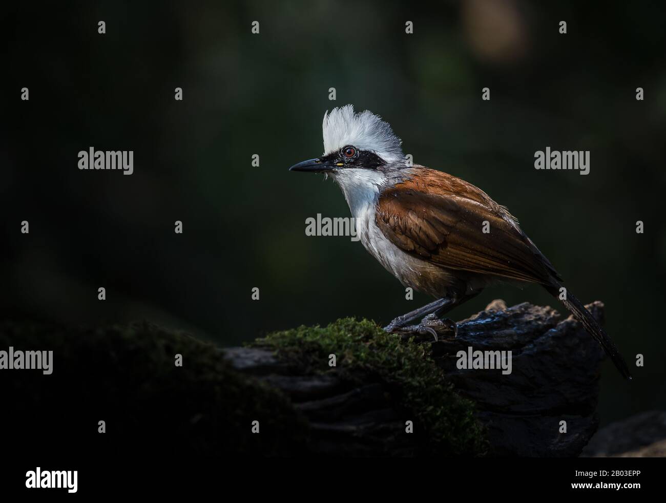 Photographing birds in artistic nature (White-crested Laughing Thrush ...