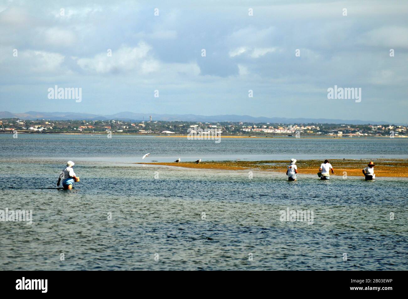 Clam pickers hi-res stock photography and images - Alamy