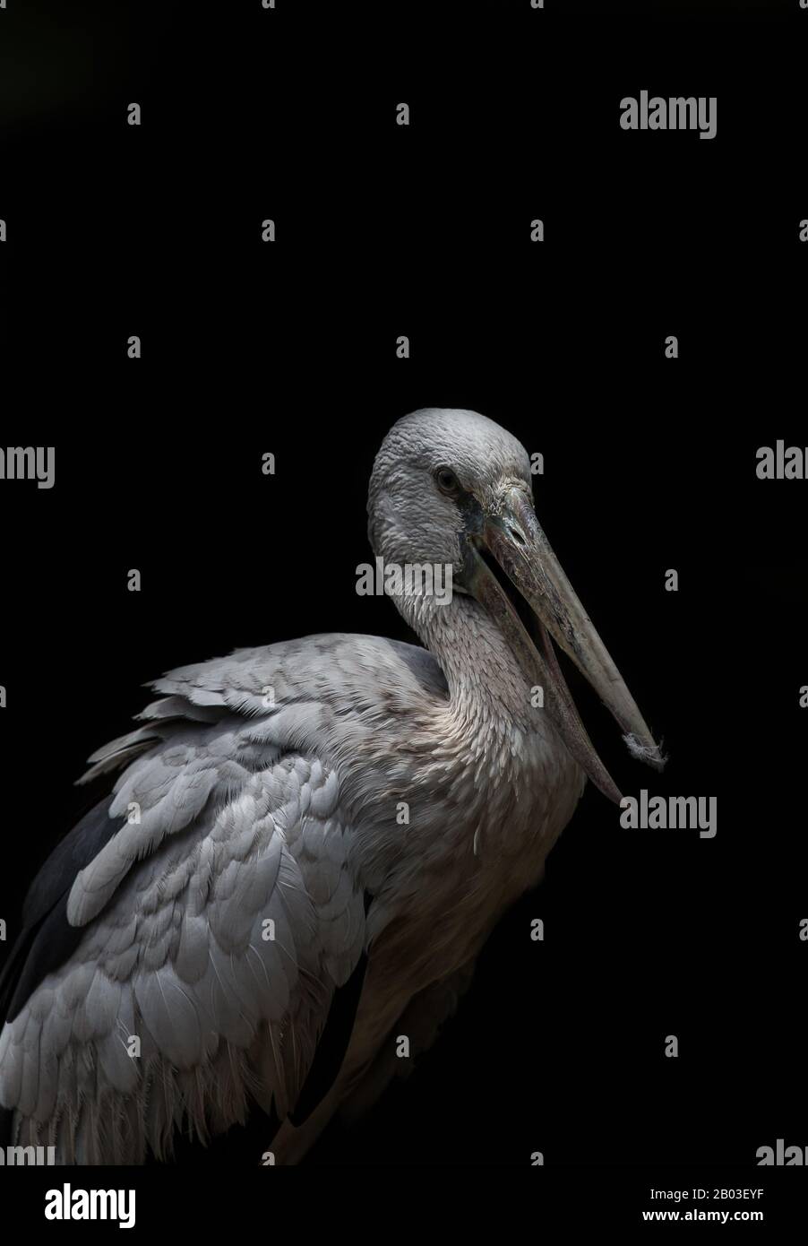 Open bill birds have a black background Stock Photo - Alamy