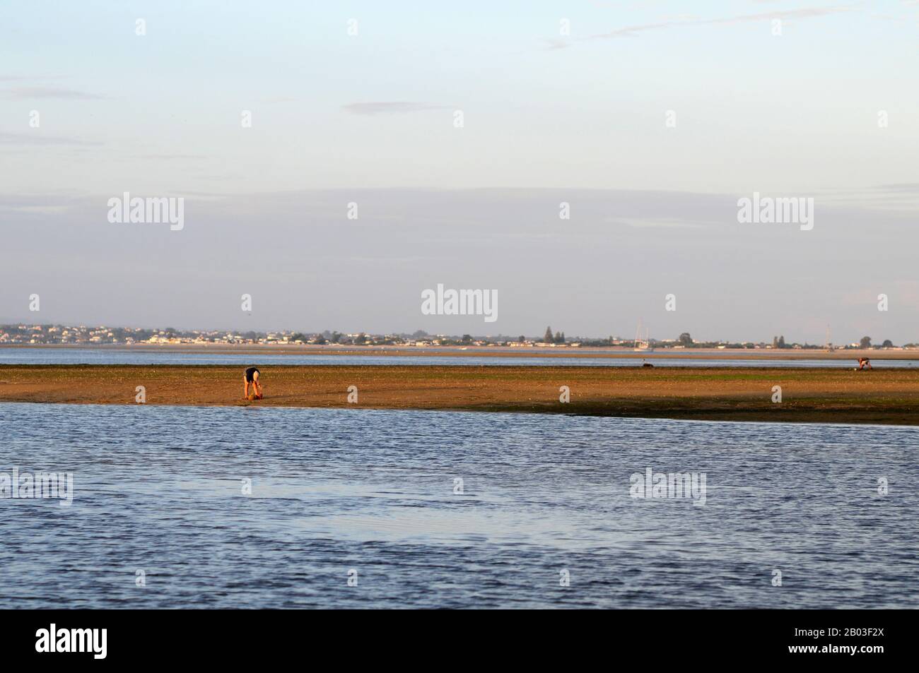 Clam pickers hi-res stock photography and images - Alamy