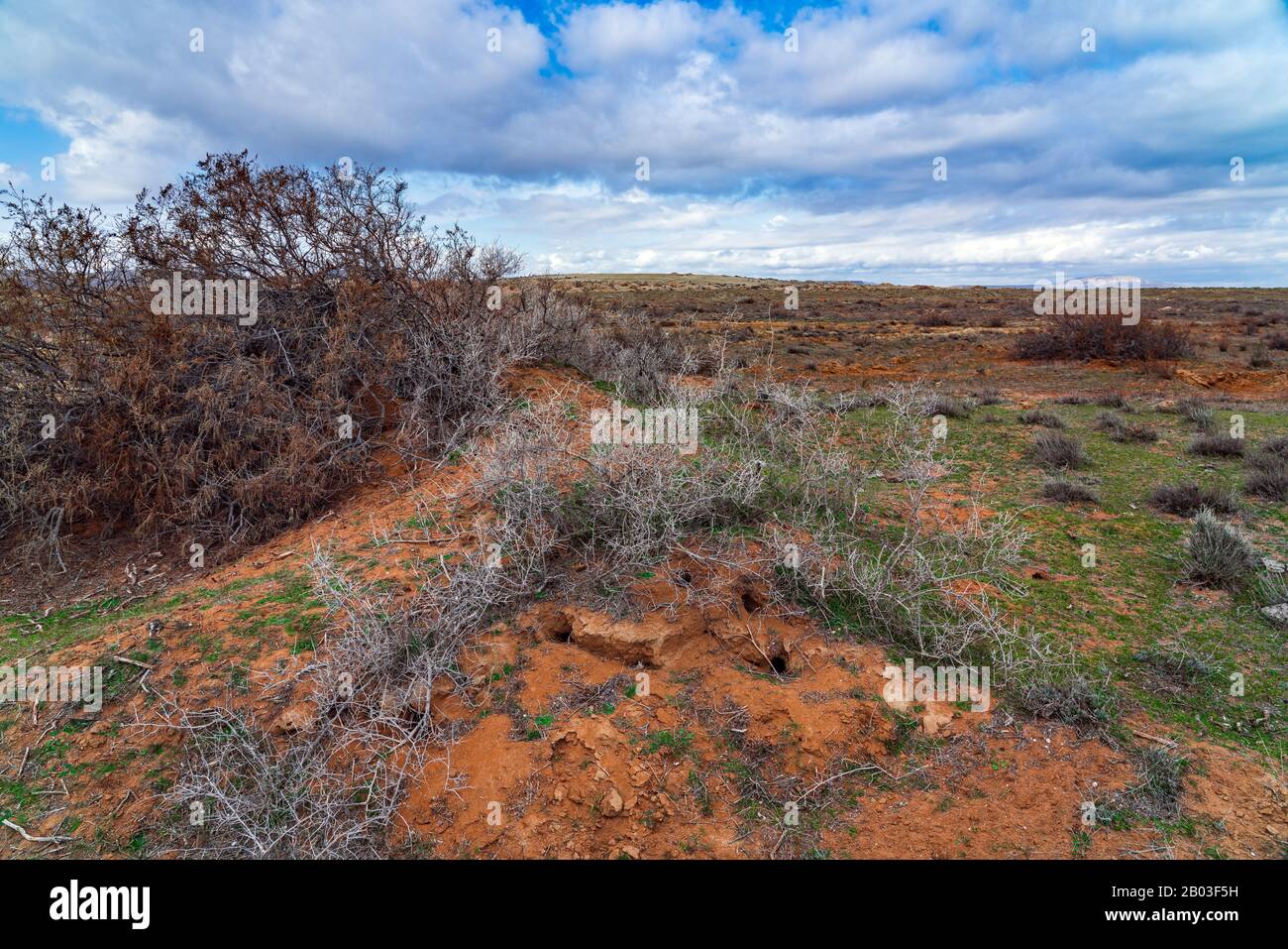 Field mouse burrow hi-res stock photography and images - Alamy