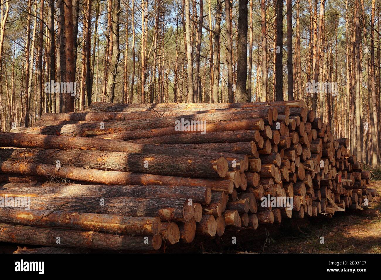 A pile of wood after forest cutting. Early spring Stock Photo - Alamy