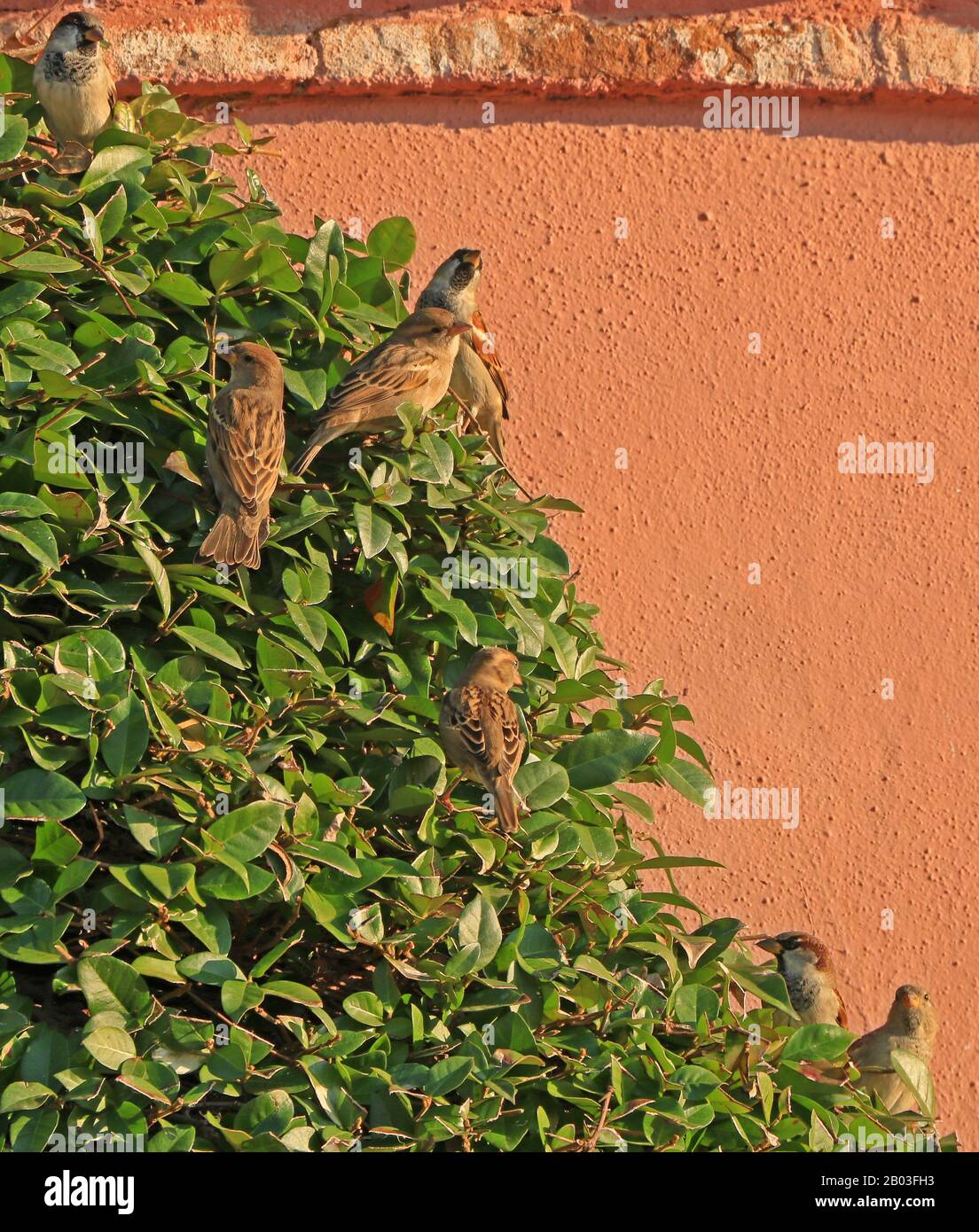 Sparrows of turkey hi-res stock photography and images - Alamy