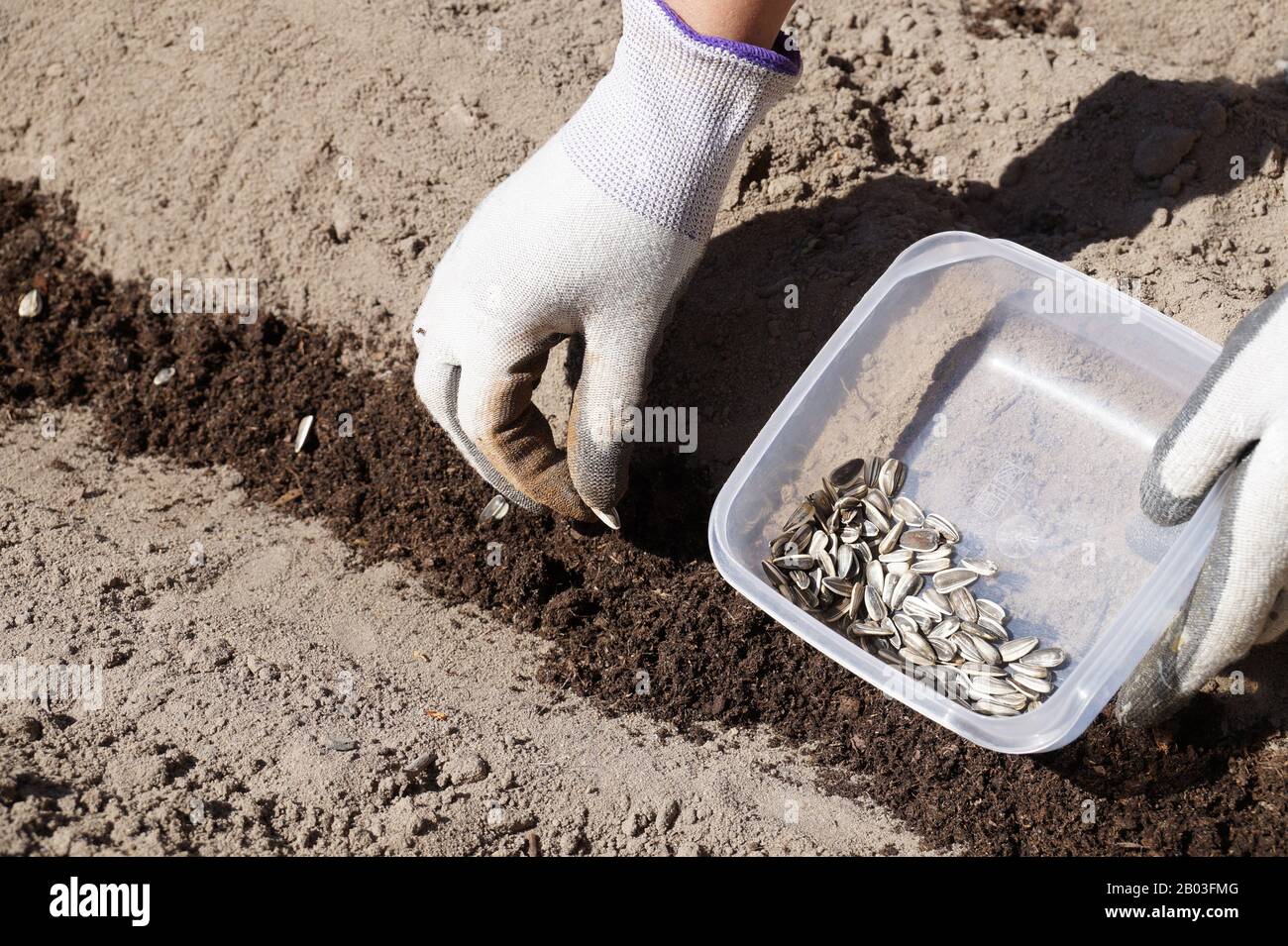 Farmer sowing seeds by hand hi-res stock photography and images - Alamy