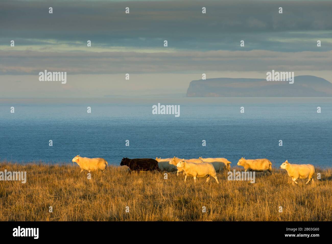 Sheep on Brims Hill near Holborn Head, Scrabster, near Thurso ...