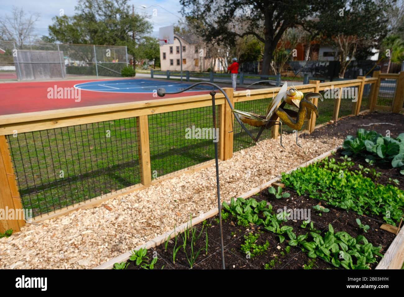 Individual Plots of Soil for Individual Gardens by Persons in Community ...