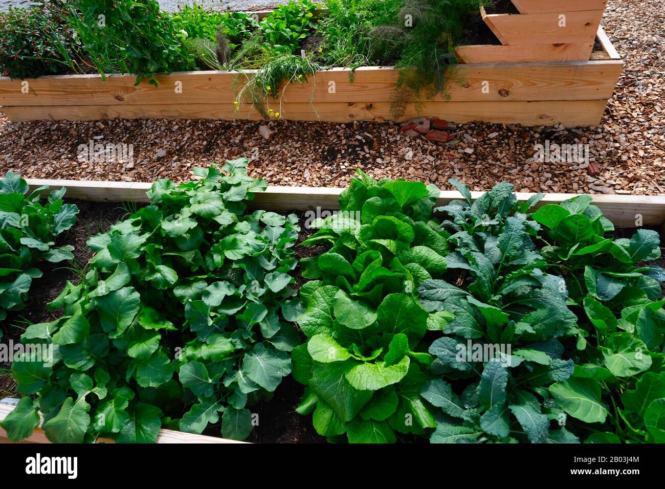 Individual Plots of Soil for Individual Gardens by Persons in Community ...