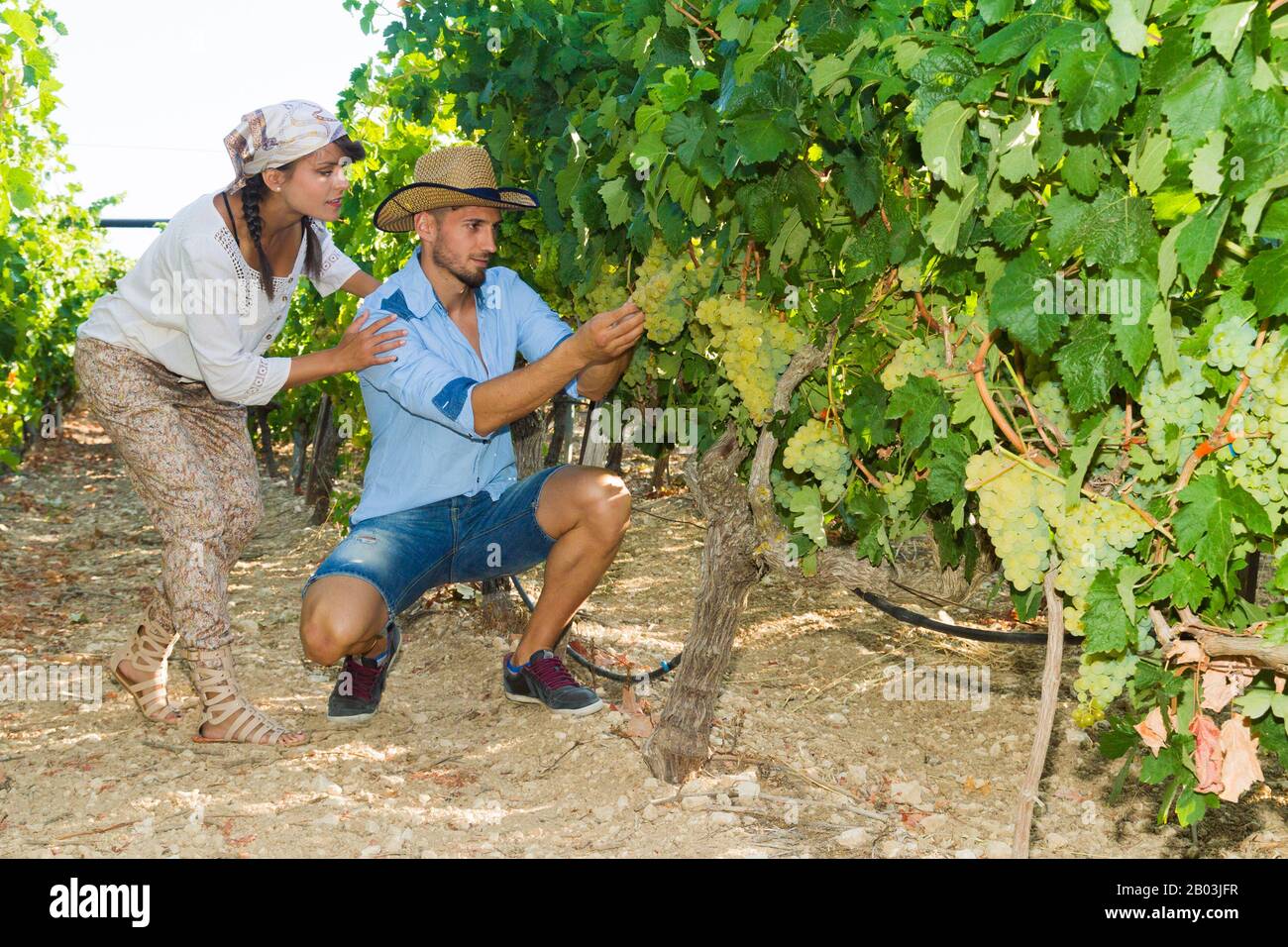 Grapes product quality control inpection in the vineyard. Young couple ...