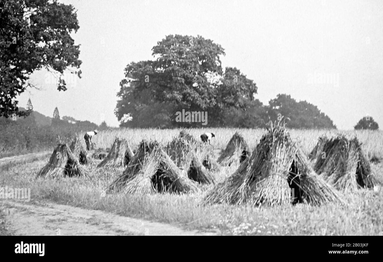 Hay making haymaking hi-res stock photography and images - Alamy