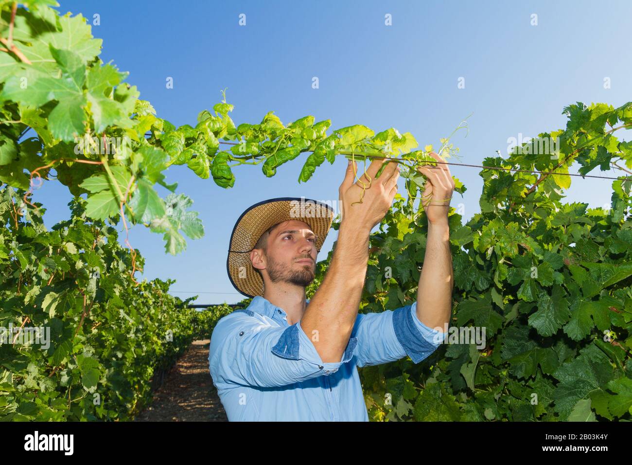 Grapes product quality control inpection in the vineyard. Young woman ...