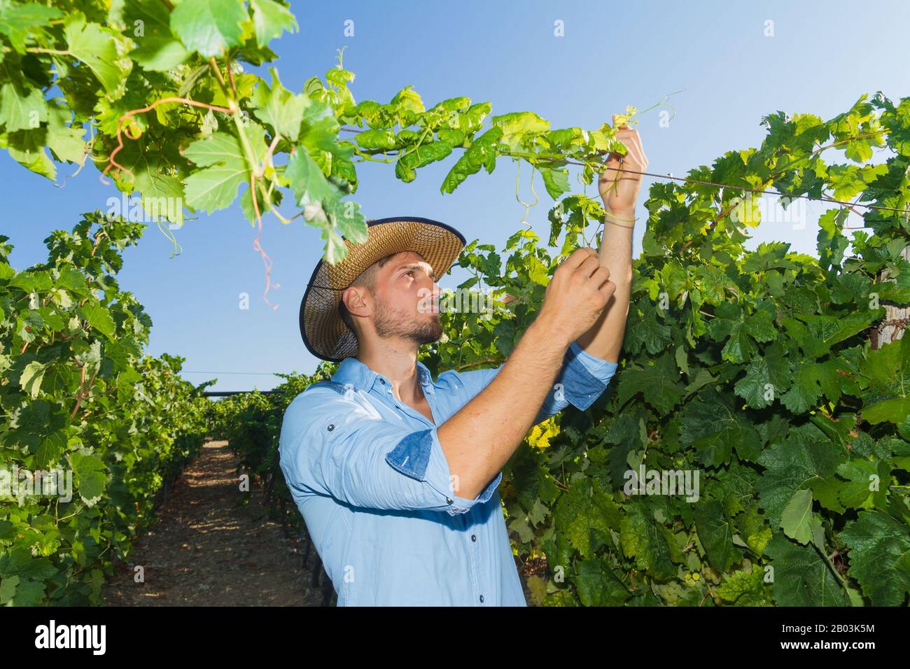Grapes product quality control inpection in the vineyard. Young woman ...