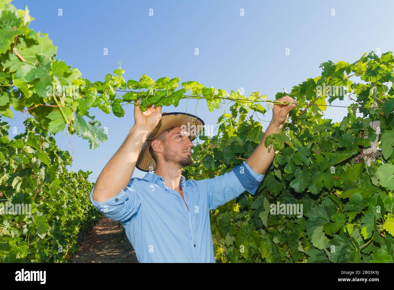 Grapes product quality control inpection in the vineyard. Young woman ...