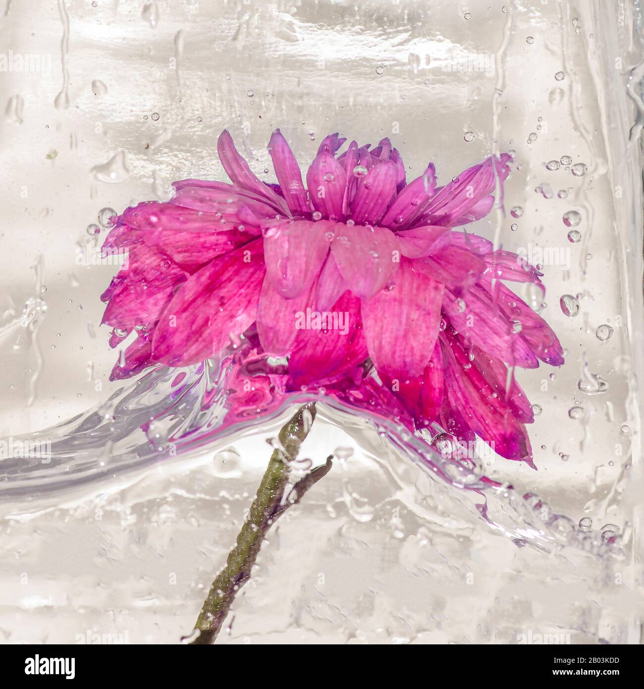 Romantic photographs of frozen flowers,Flowers frozen in water and ice ...
