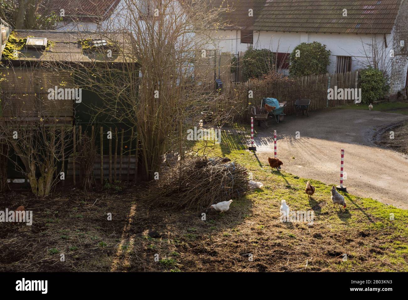 River chickens hi-res stock photography and images - Alamy