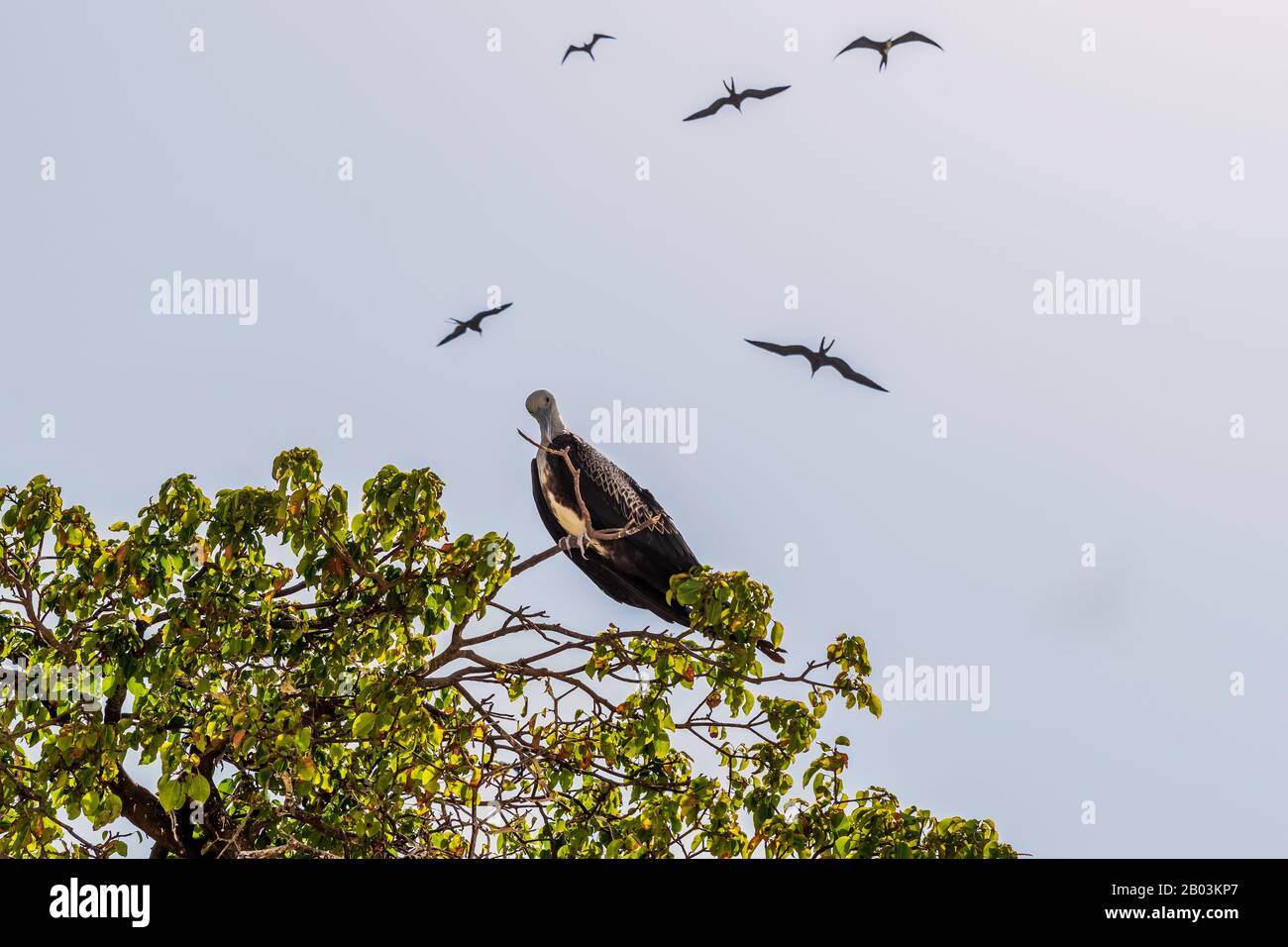Iguana and birds hi-res stock photography and images - Alamy