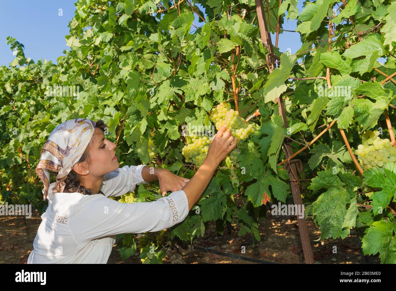 Grapes product quality control inpection in the vineyard. Young woman ...