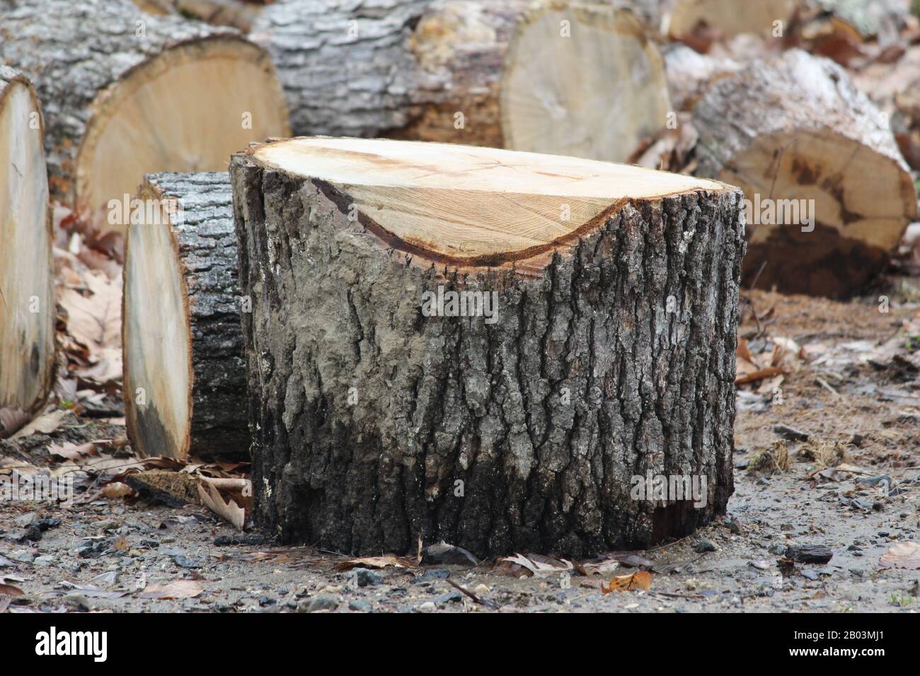 Cut wood on the ground Stock Photo - Alamy