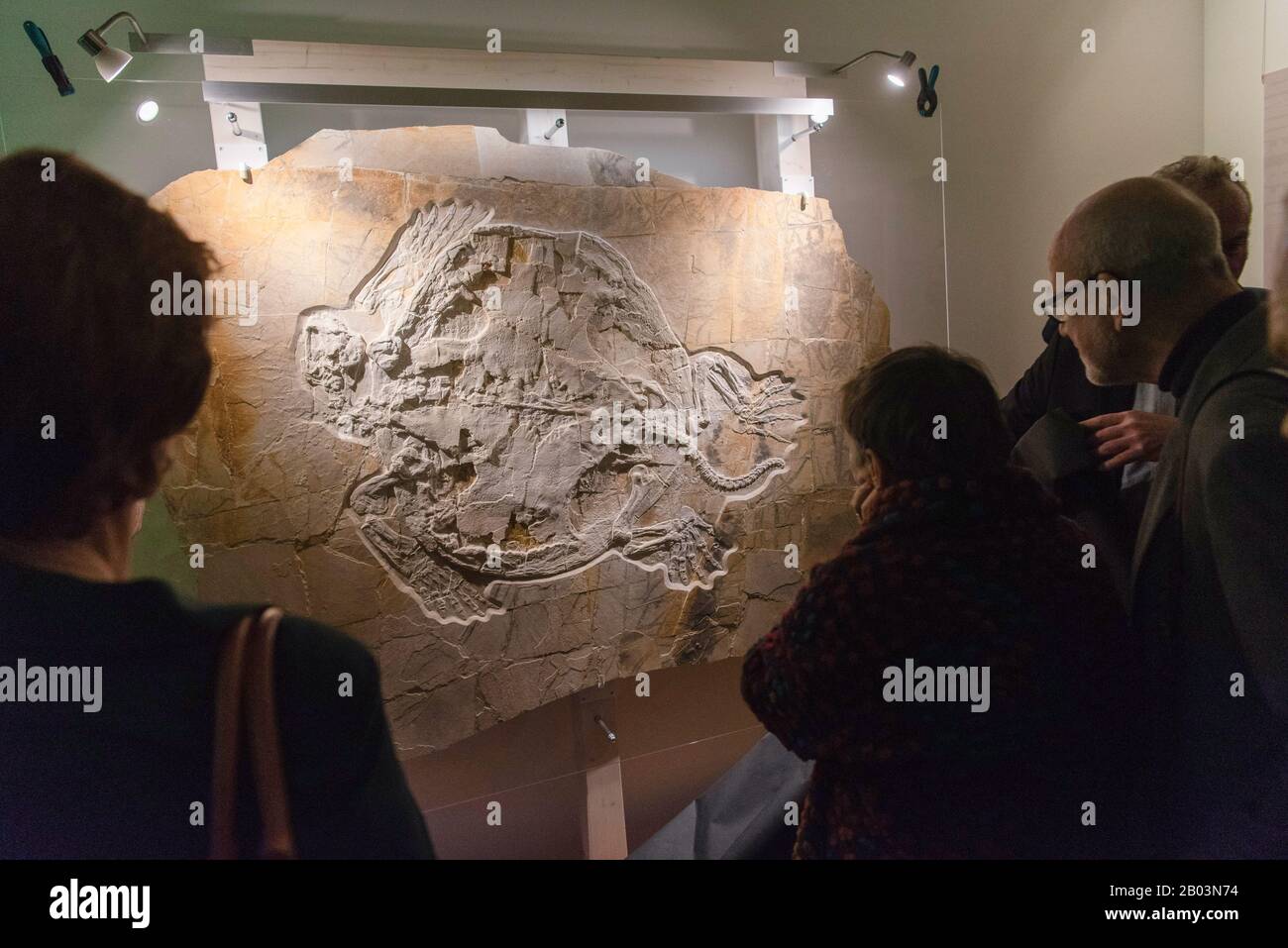 Turtle fossil hi-res stock photography and images - Alamy