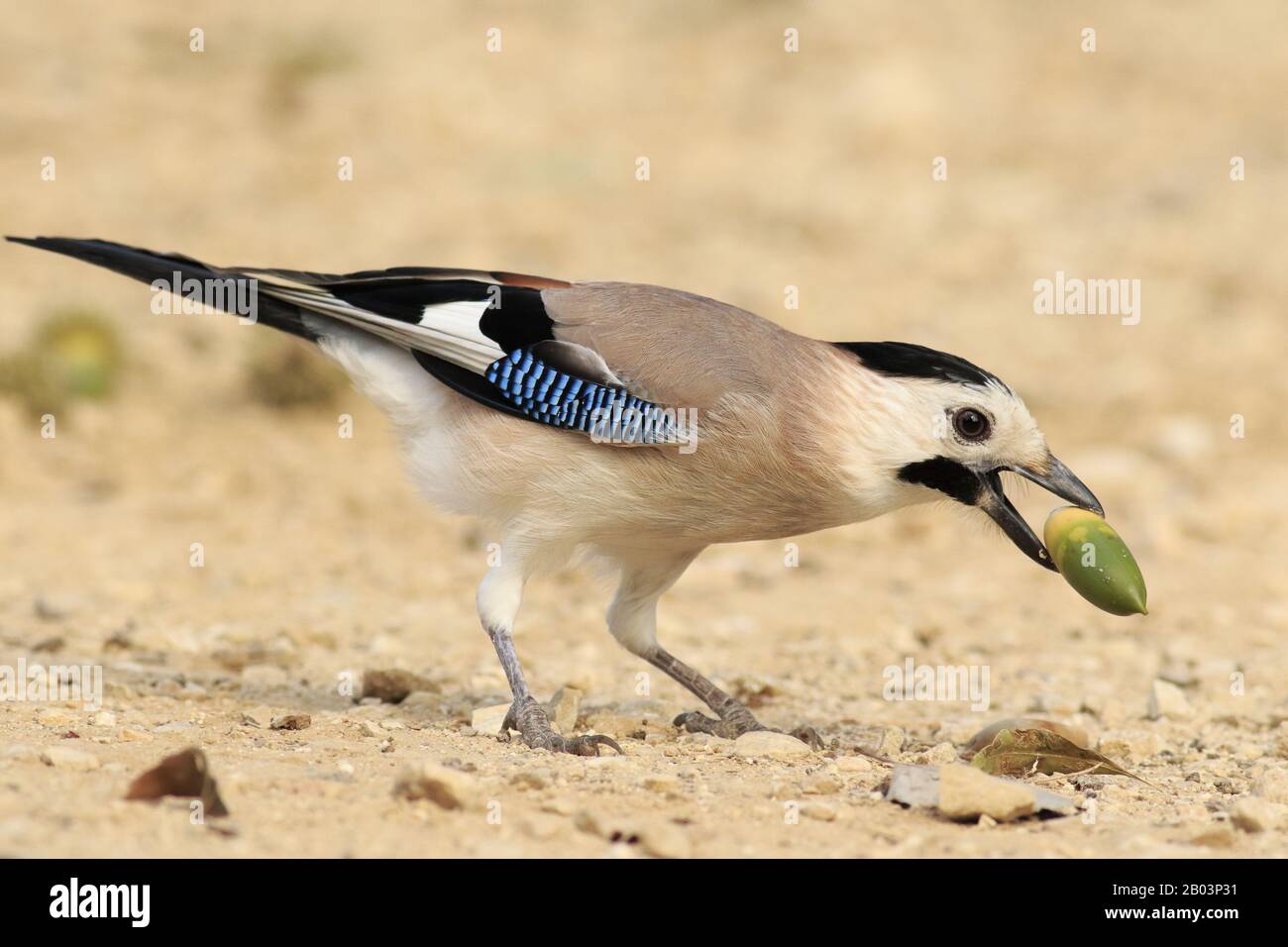 Jay with acorn hi-res stock photography and images - Alamy