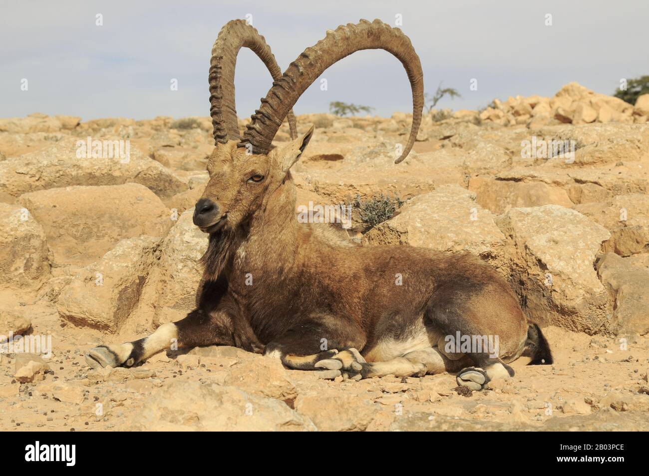 Big male ibex Stock Photo - Alamy