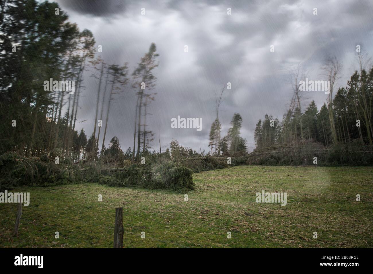 A storm rages over a fir forest. It's raining. Trees bend and fall ...
