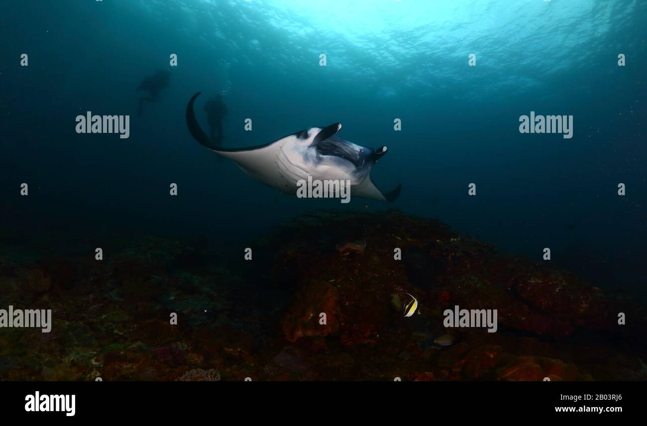 Manta ray swim into clear blue water Stock Photo - Alamy