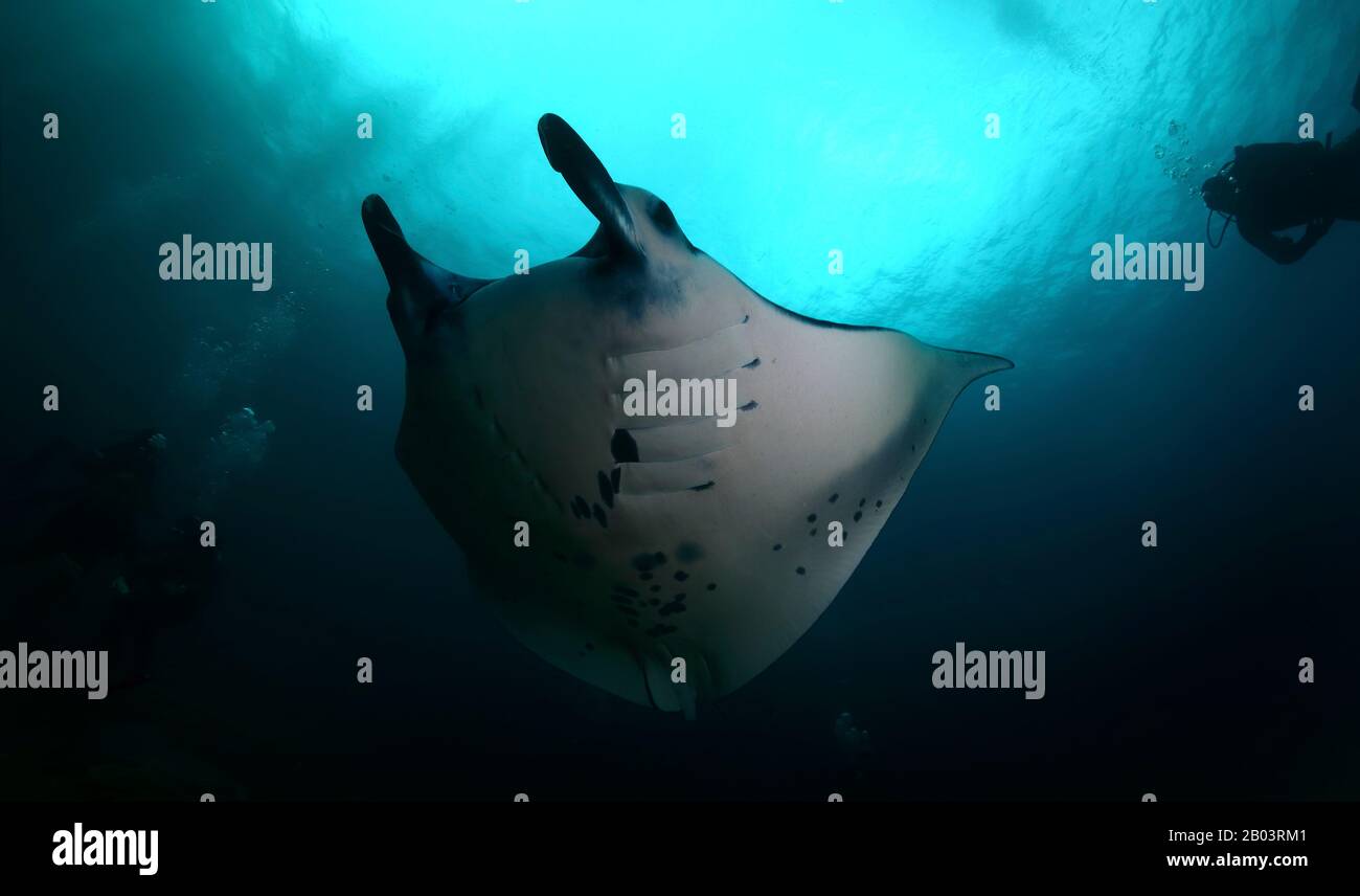 Manta ray swim into clear blue water Stock Photo - Alamy