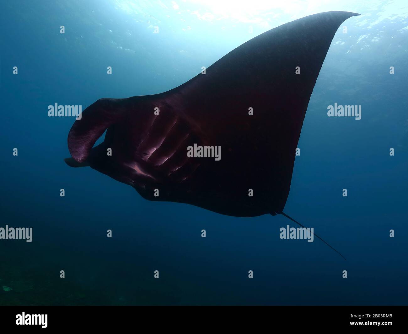 Manta ray swim into clear blue water Stock Photo - Alamy