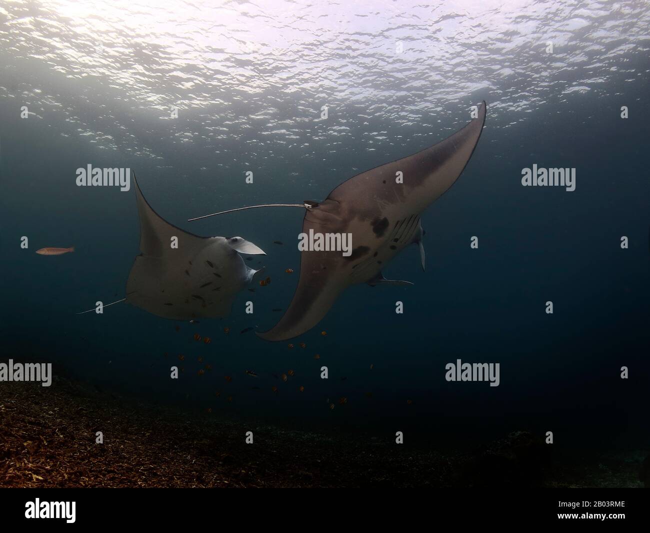 Large giant manta ray manta hi-res stock photography and images - Alamy