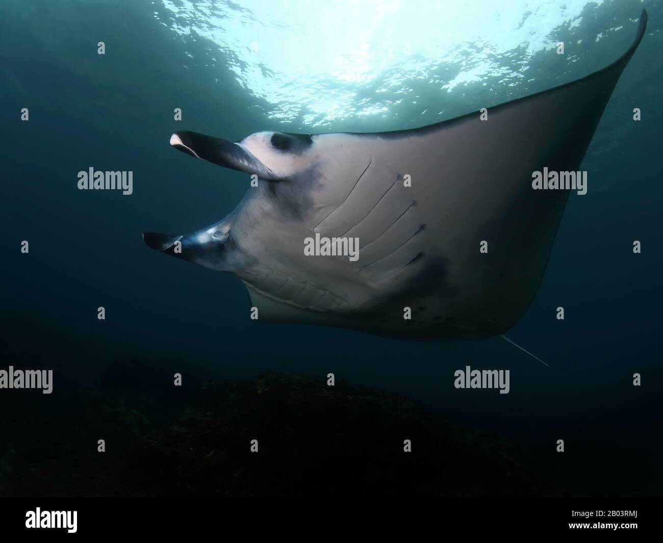Manta ray swim into clear blue water Stock Photo - Alamy