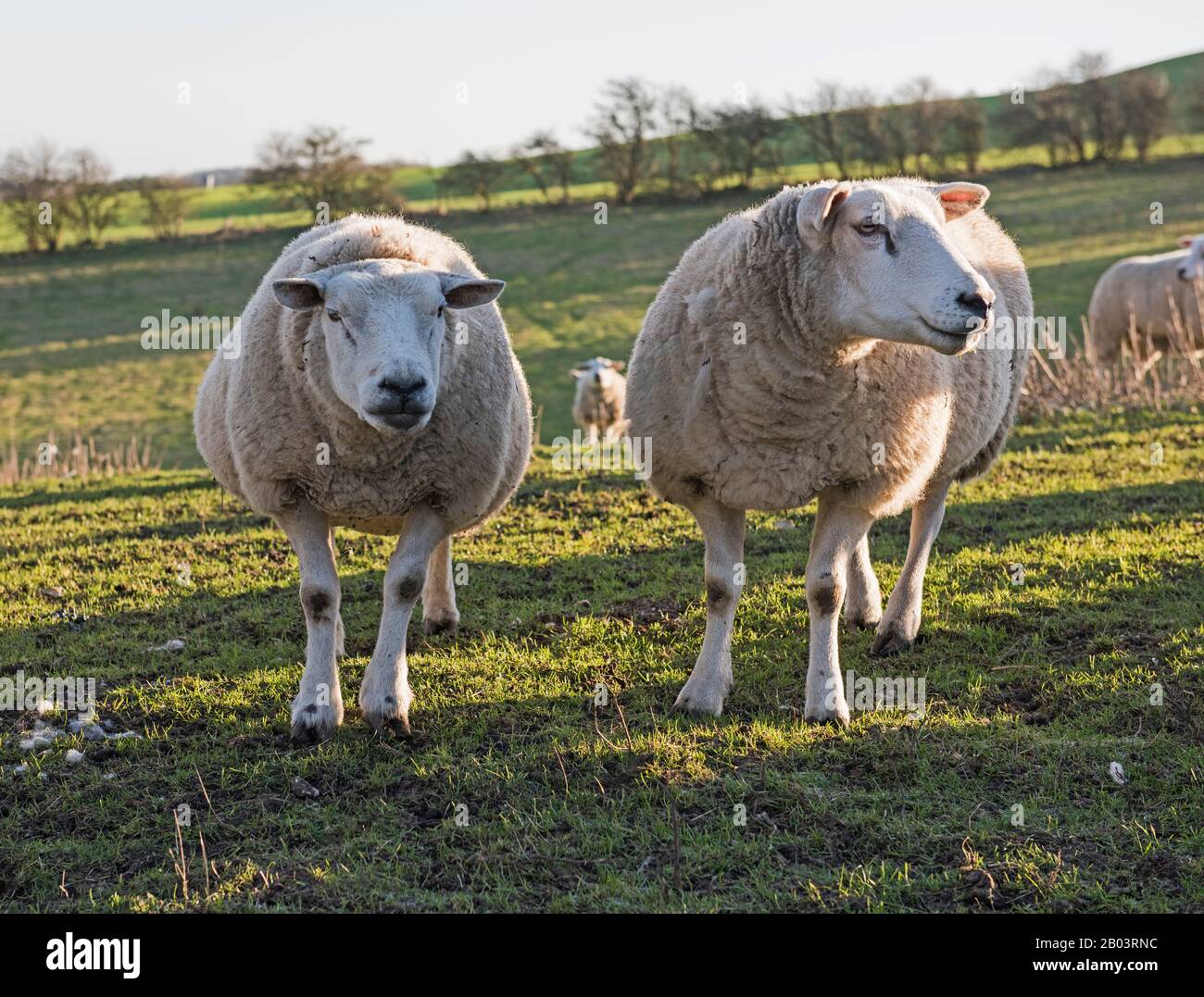 Pair of Lleyn sheep ewe domestic livestock in rural countryside field ...