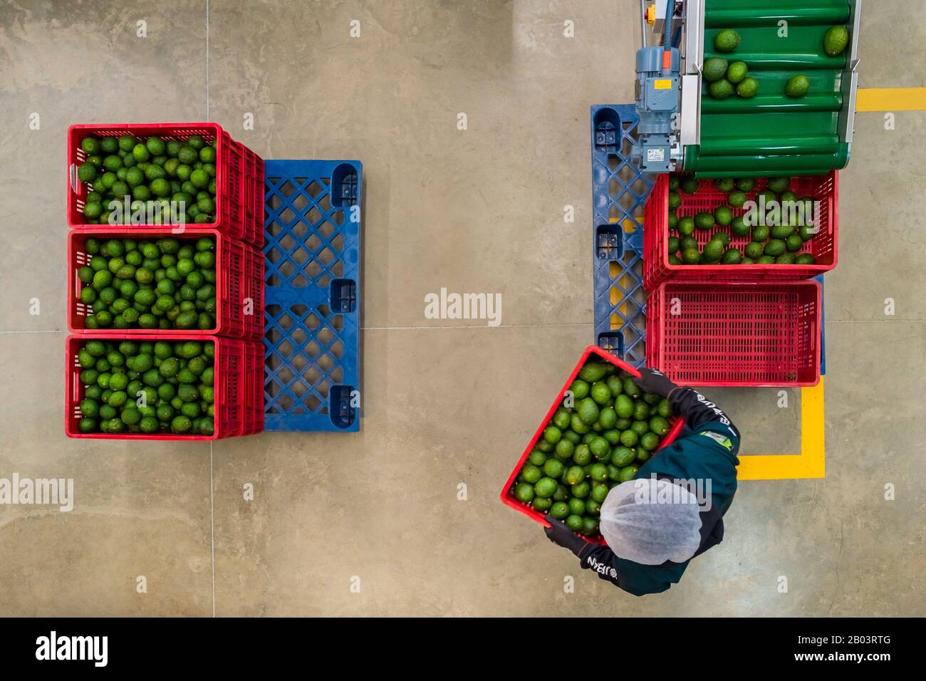 Avocado processing plant hi-res stock photography and images - Alamy