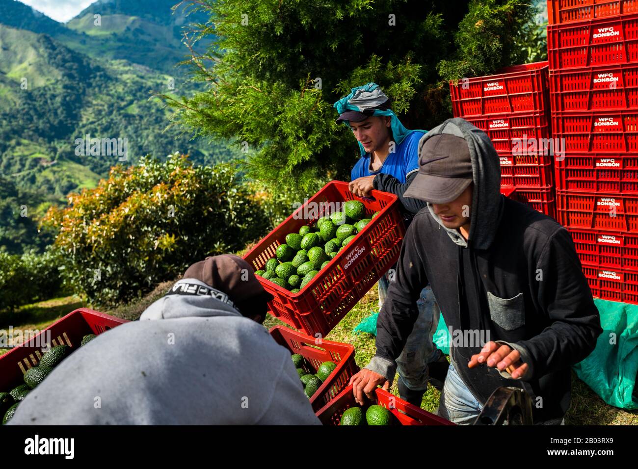 Colombian farm workers load a truck with crates of avocados during a ...