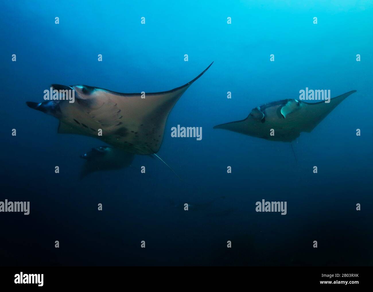 Manta ray swim into clear blue water Stock Photo - Alamy