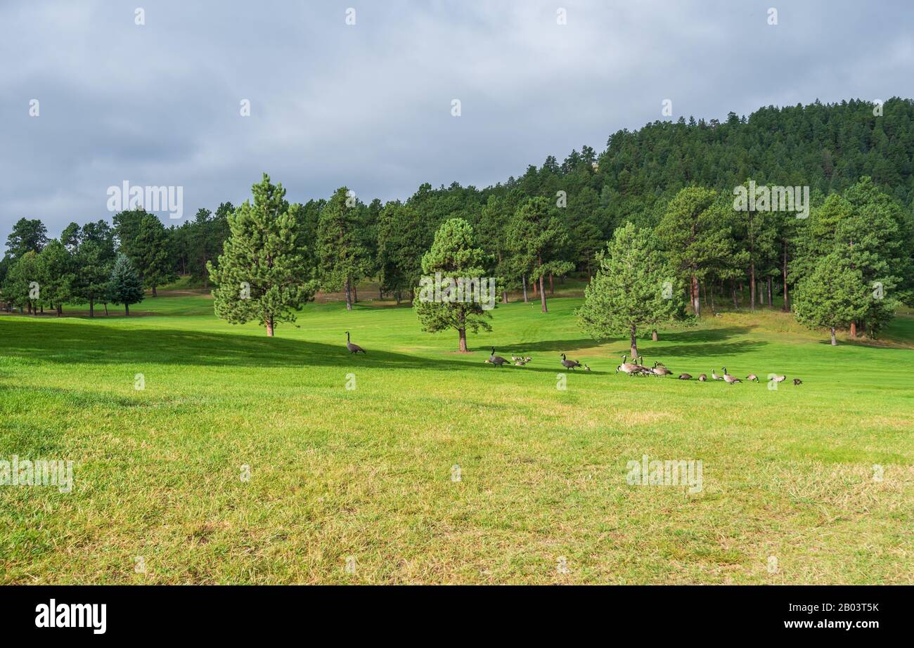 Landscape of grassy meadow, geese and forest on a golf course in ...