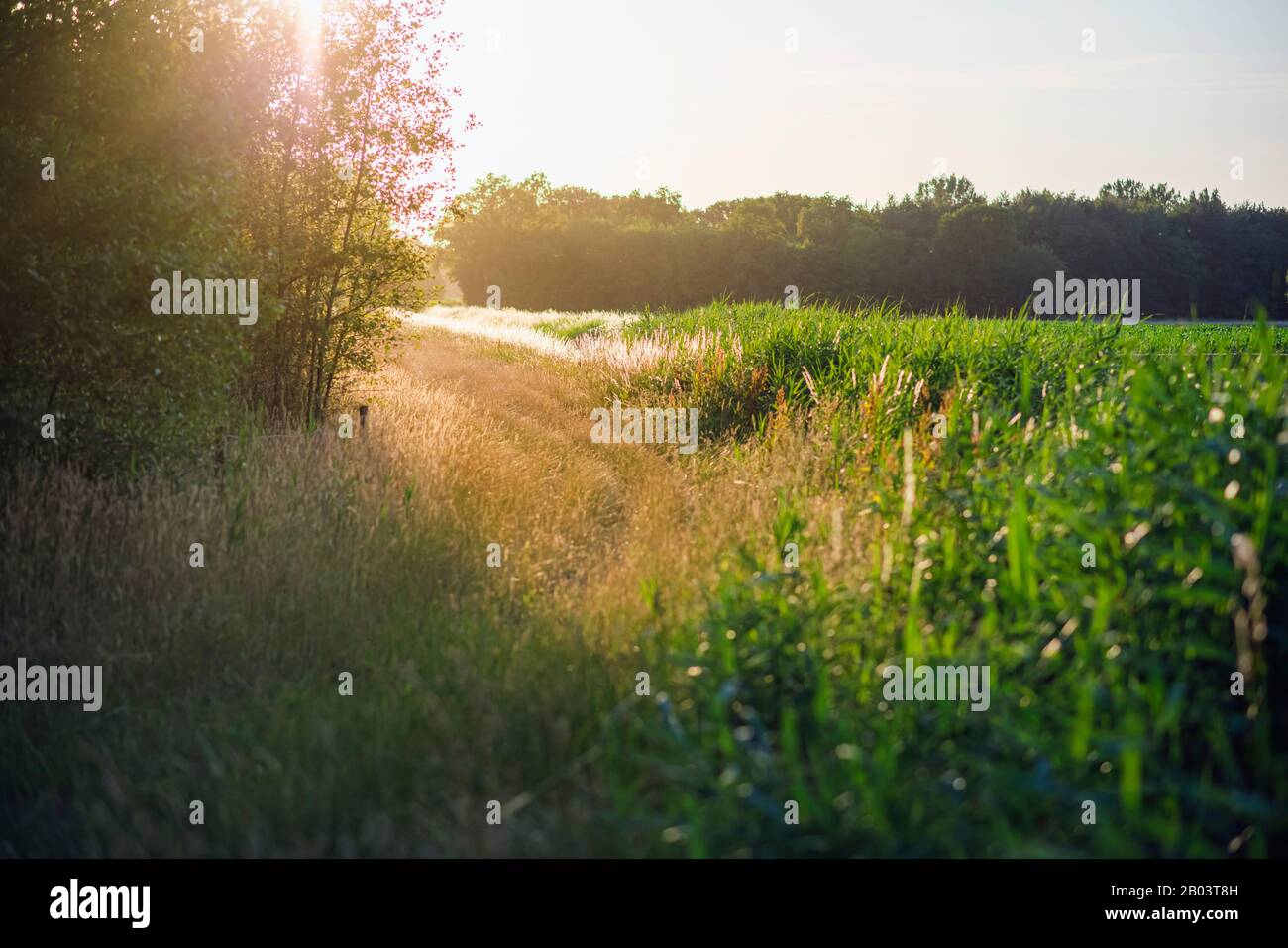 Corn field and trees in evening sunlight in summer Stock Photo - Alamy