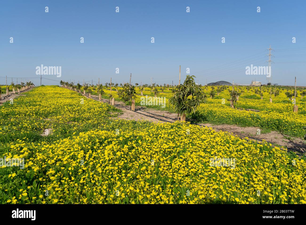 Flowering avocado hi-res stock photography and images - Alamy