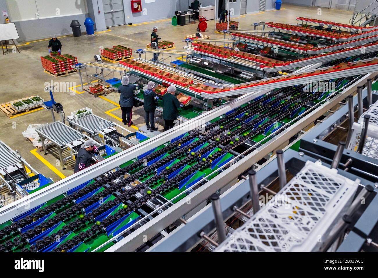 Colombian workers pack avocados into boxes during the packing process ...
