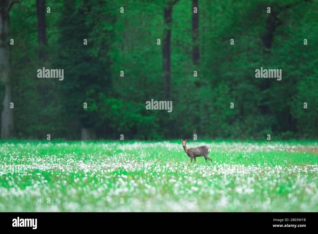Roe deer doe in forest meadow with faded dandelions Stock Photo - Alamy