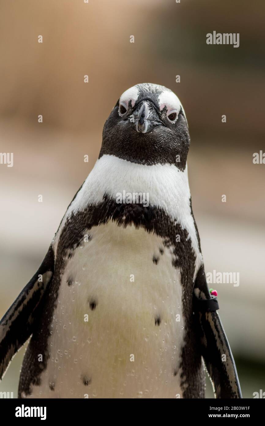 The penguins, band hi-res stock photography and images - Alamy
