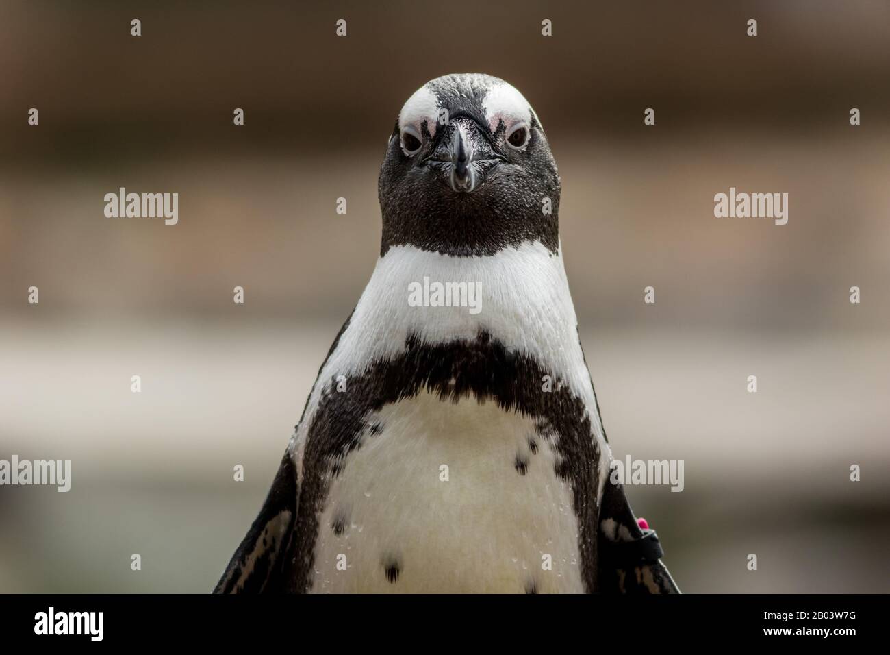The penguins, band hi-res stock photography and images - Alamy