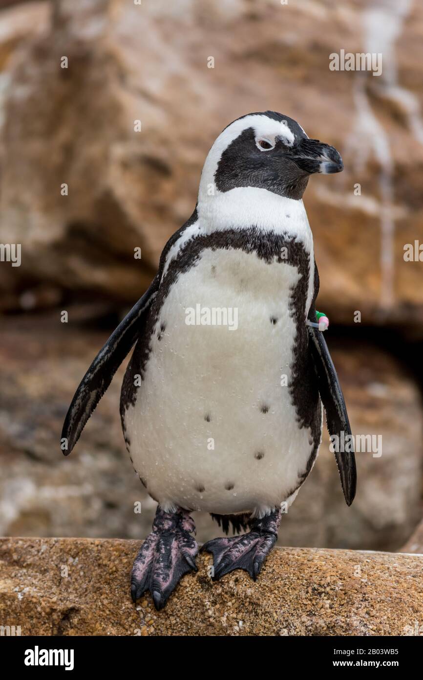 African Penguin (Spheniscus demersus) closeup with wing band full body ...